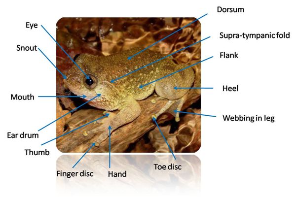Anuran Diversity and Distribution in Dandeli Anshi Tiger Reserve