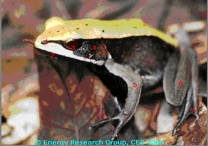 Amphibians of Western Ghats