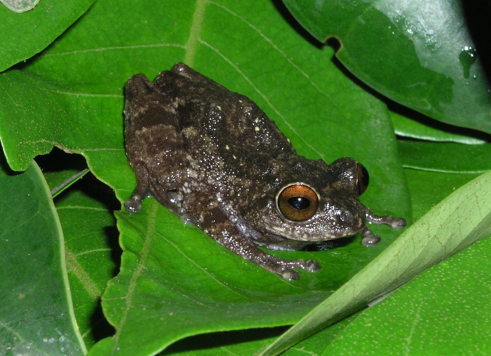 Untitled Document [wgbis.ces.iisc.ac.in]