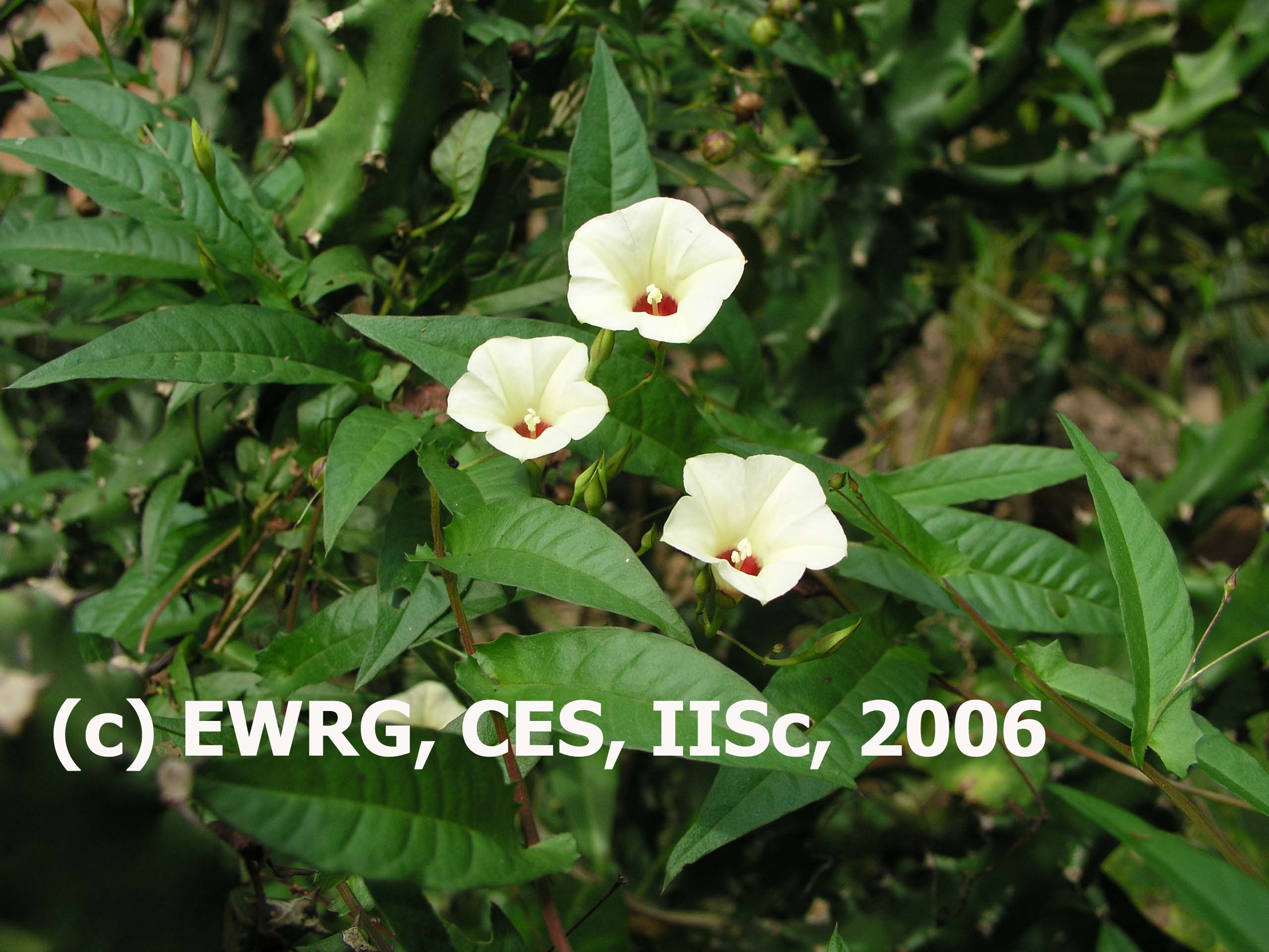 Untitled Document [wgbis.ces.iisc.ac.in]