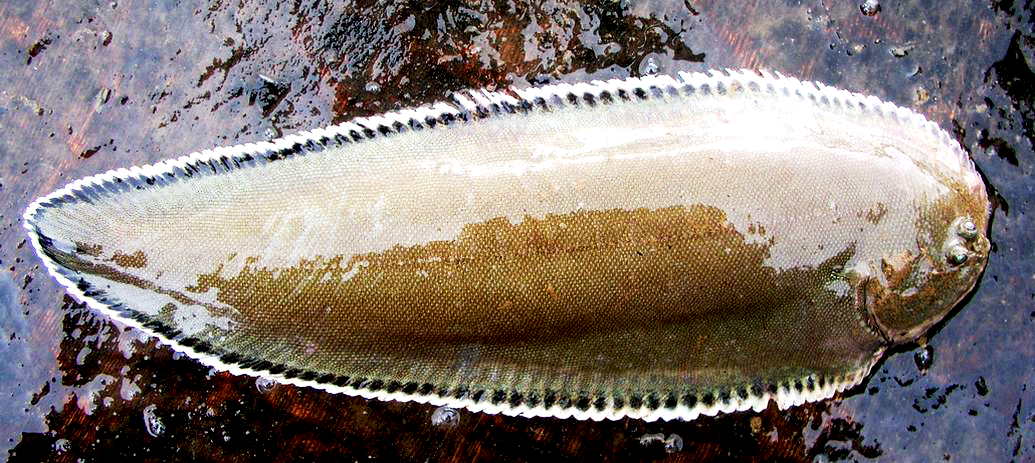 Fish Distribution in the Aghanashini Estuary Kumta, Karnataka