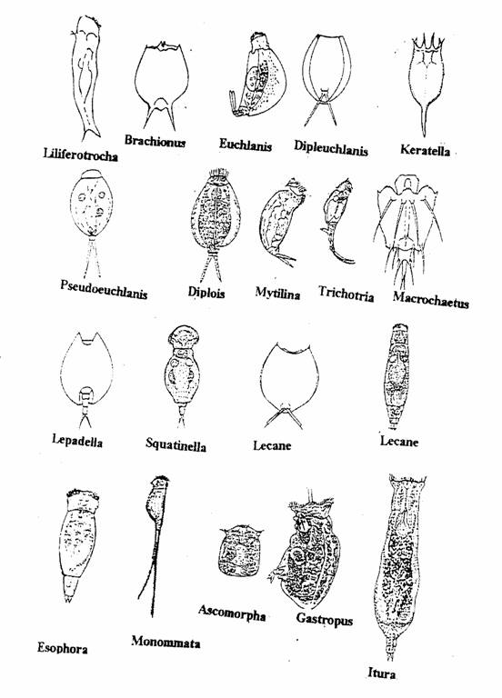 zooplankton identification guide