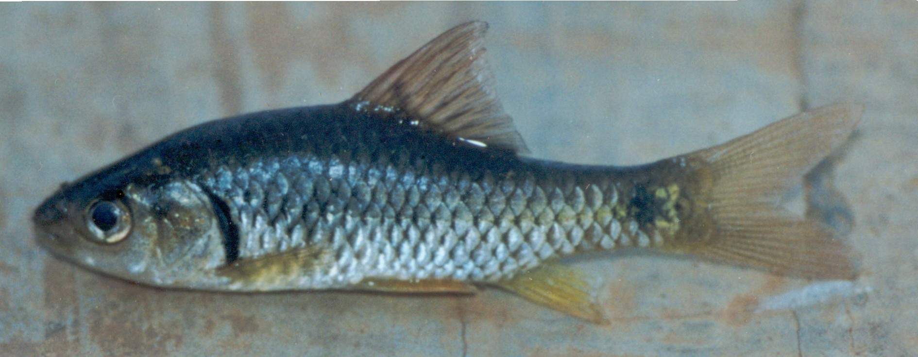 Untitled Document [wgbis.ces.iisc.ac.in]