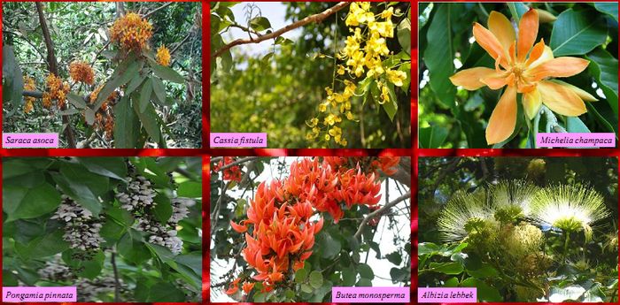 Roadside Trees of Uttara Kannada District, Karnataka
