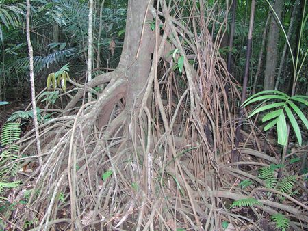 Ecology of the Swampy Relic Forests of Kathalekan from Central Western ...